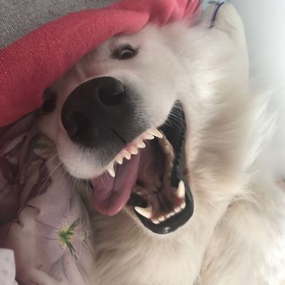 雪糕同款只卖老客营养品