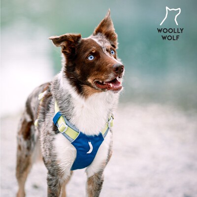 WoollyWolf宠物背心胸背带可调节