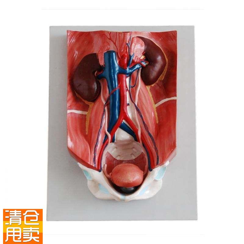泌尿系统模型人体医学泌尿系统解N剖标本教学培训专用