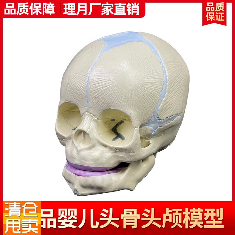 仿真婴儿头颅模型头n骨标本颅骨幼儿头骨美术素描教学婴儿头颅