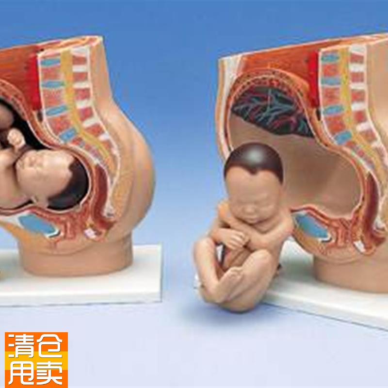 女性妊娠矢状解剖模型(附胎儿y)(4件)人体医学用教学训练标本