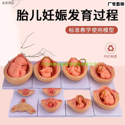 人体胚胎发育模型妊娠胚胎发育过程怀M孕十月胎儿模型10部件版
