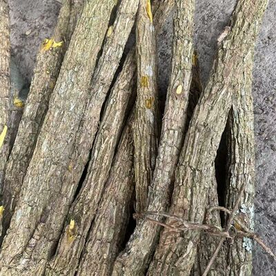正宗十大功劳木整根发货土黄莲刺黄连刺老鼠刺黄柏无硫中药材
