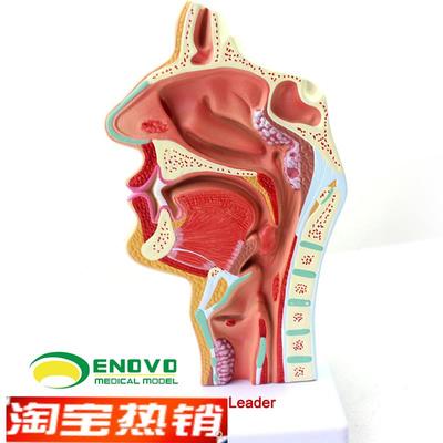 颐诺正品人体鼻腔咽喉解剖模型鼻咽F腔病理模型耳鼻喉科医用模型
