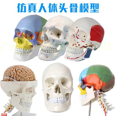 成人一比一医学仿真人体头骨模型头颅骨解剖数字编码标识骷髅