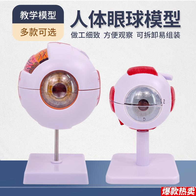 人体教学眼球解剖结构模型可拆卸B儿童仿真医学眼睛玩具眼部模型