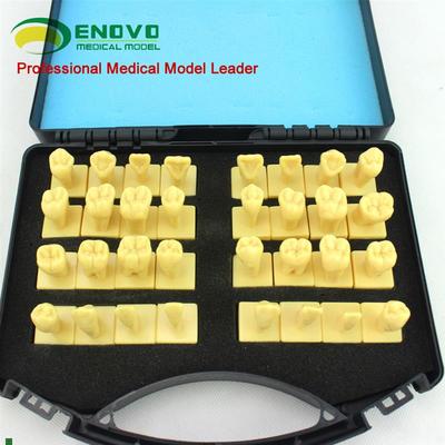 ENOVO正品g雕牙练习指导模型牙颌面口腔修复教学牙体形态解剖雕刻