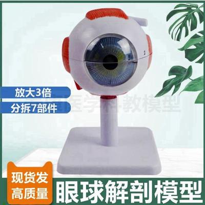 人体眼球解剖模j型3倍6倍大可拆卸晶状体老年白内障眼青光眼病理
