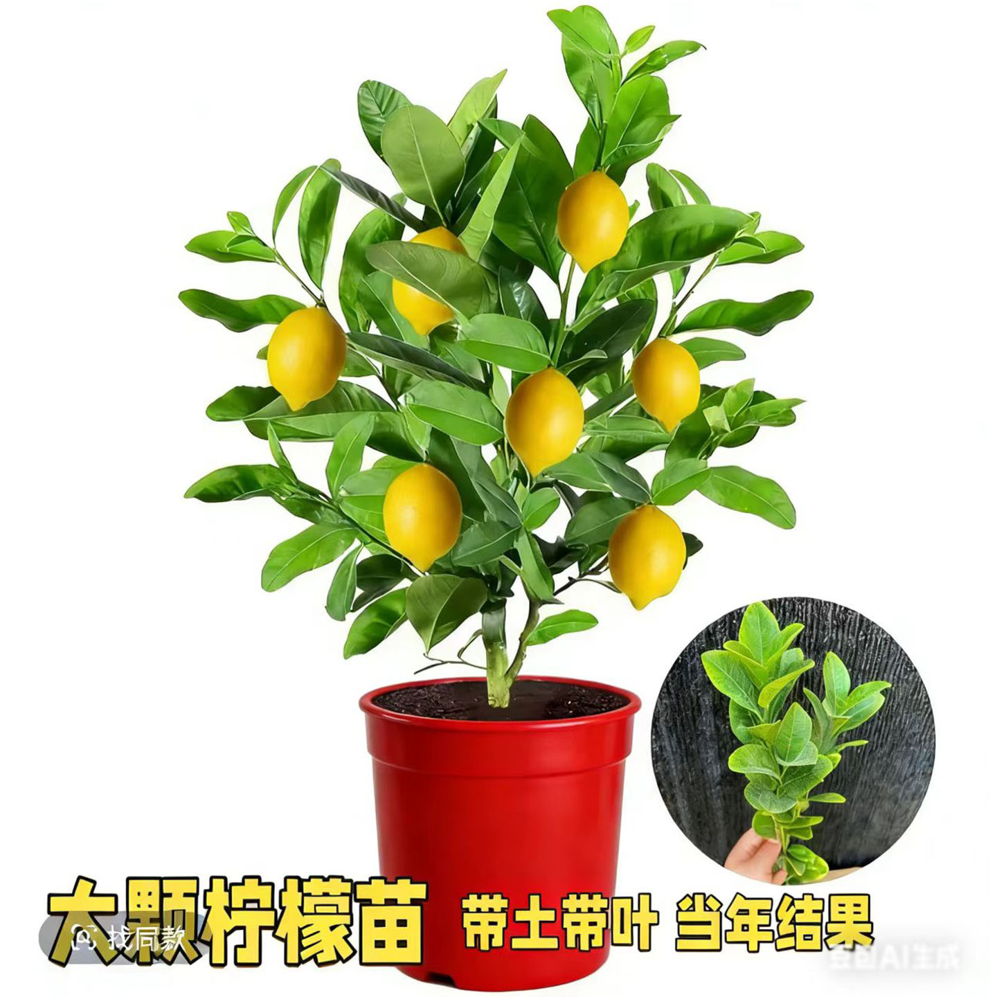 香水柠檬树苗原盆原土当年结果果树苗南方北方果树苗阳台盆栽果树