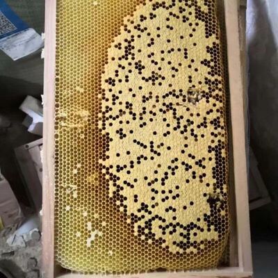 中华蜜蜂巢脾规格新脾