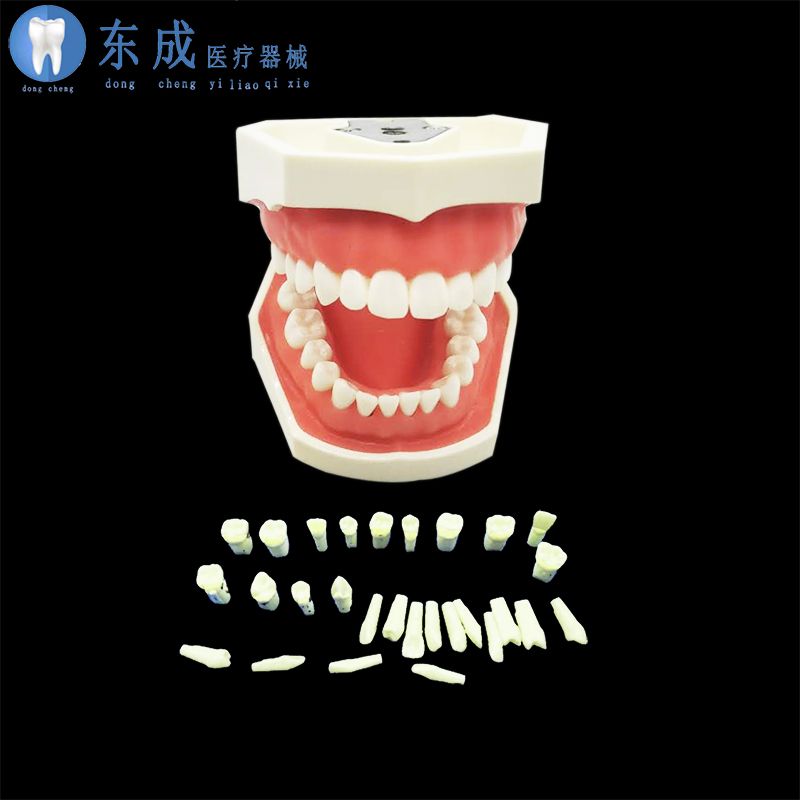 牙科齿科学生练习备牙模型口腔材料仿真牙粒