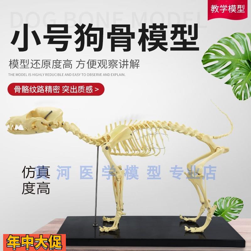 骨科器械狗骨骼标本模型宠物动物狗猫犬教学骨架骨头骨骼模型