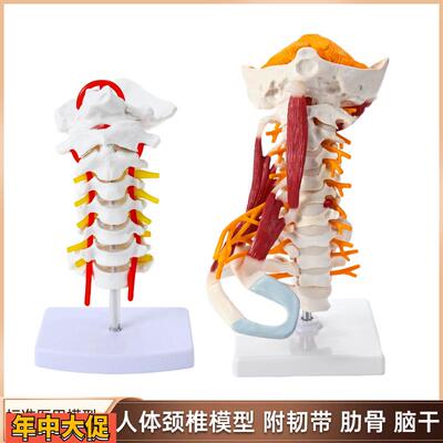高级颈椎带肌肉椎动脉后枕骨椎间盘与神经模型颈椎带肌肉模型颈椎