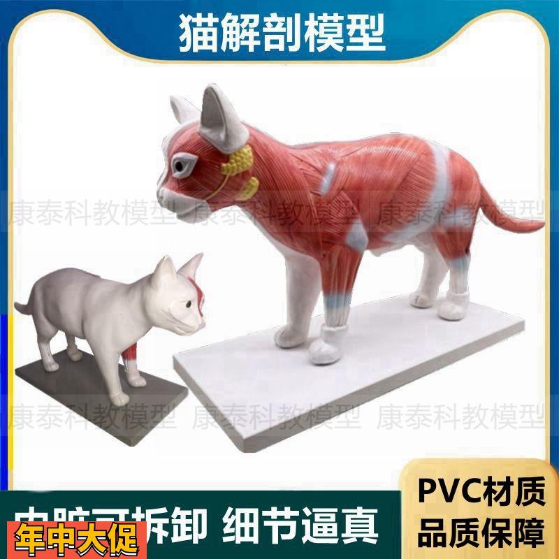 猫解剖模型仿真立体内脏可拆卸肝脏胃肠心脏猫科动物兽医教学标本
