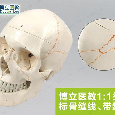 艺用美术医用正骨头骨模型头颅骨模型头骨解剖模型头骨骨缝线模型