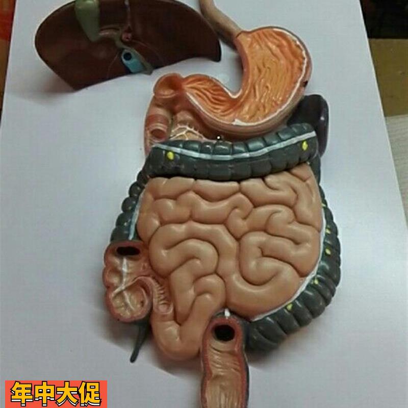 人体消化系统模型人体内脏模型医用教学人体标本模型
