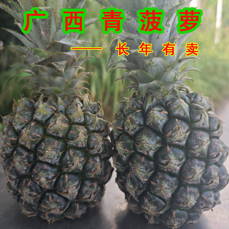 长年有卖广西生菠萝水果当季香水小菠萝新鲜摘水果酸甜可口青菠萝
