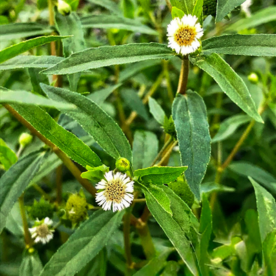 旱莲草种子也叫墨旱莲金陵草墨斗草墨菜白花蟛蜞菊墨记菜鳢肠种3