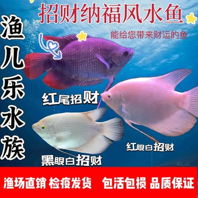 招财鱼战船活体黑眼红眼招财热带观赏鱼大中型风水鱼发财鱼包邮