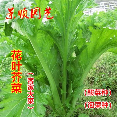 花叶芥菜种子本地三月大菜花边盖菜咸菜酸菜种籽春秋四季蔬菜种孑