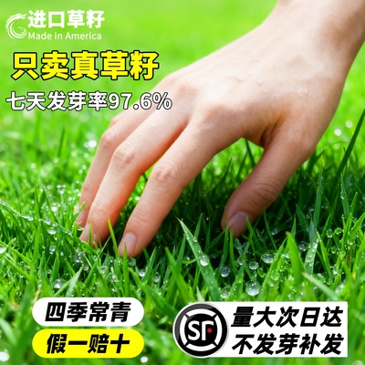 草坪草籽四季常青庭院矮生地毯草护坡狗牙根高羊茅绿化黑麦草种子