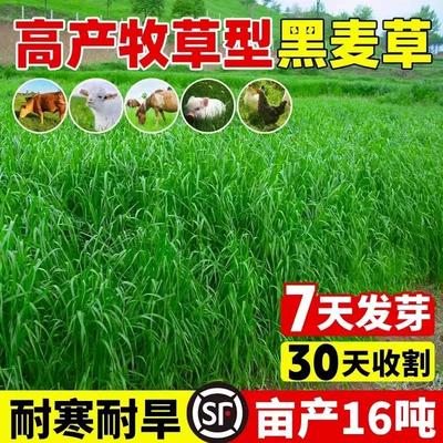 牧草种子水稗草养鸭鹅猪牛羊鱼虾