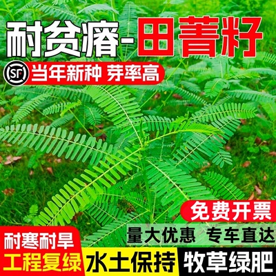田菁种子护坡固土碱青涝豆草籽