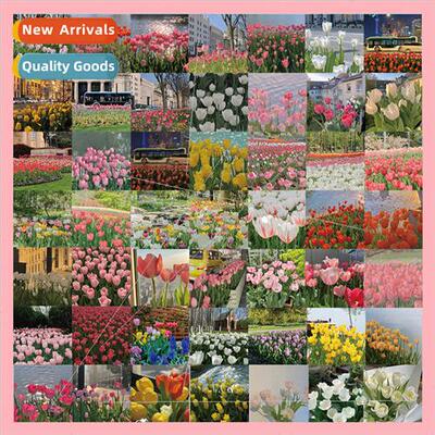 64 -repeating tulip stickers spring flowers flowers flowers