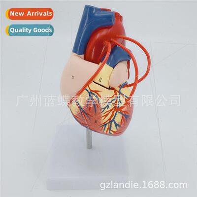 Heart model Natural large human heart bypass surgery heart a