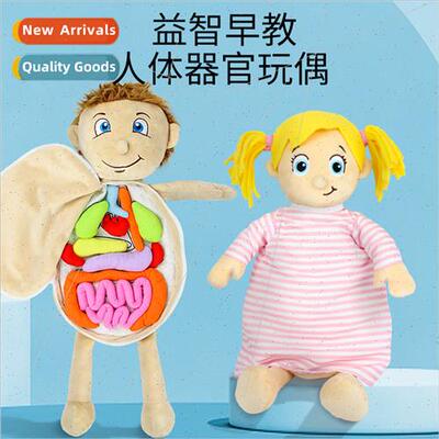 Kindergarten teaching aids organ doll children cognive human