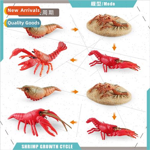 Mini animal shrimp growth cycle life stage cognive desktop o