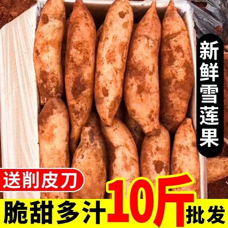 云南天山雪莲果新鲜水果应当季红黄心特级10斤装孕妇大果红泥包邮