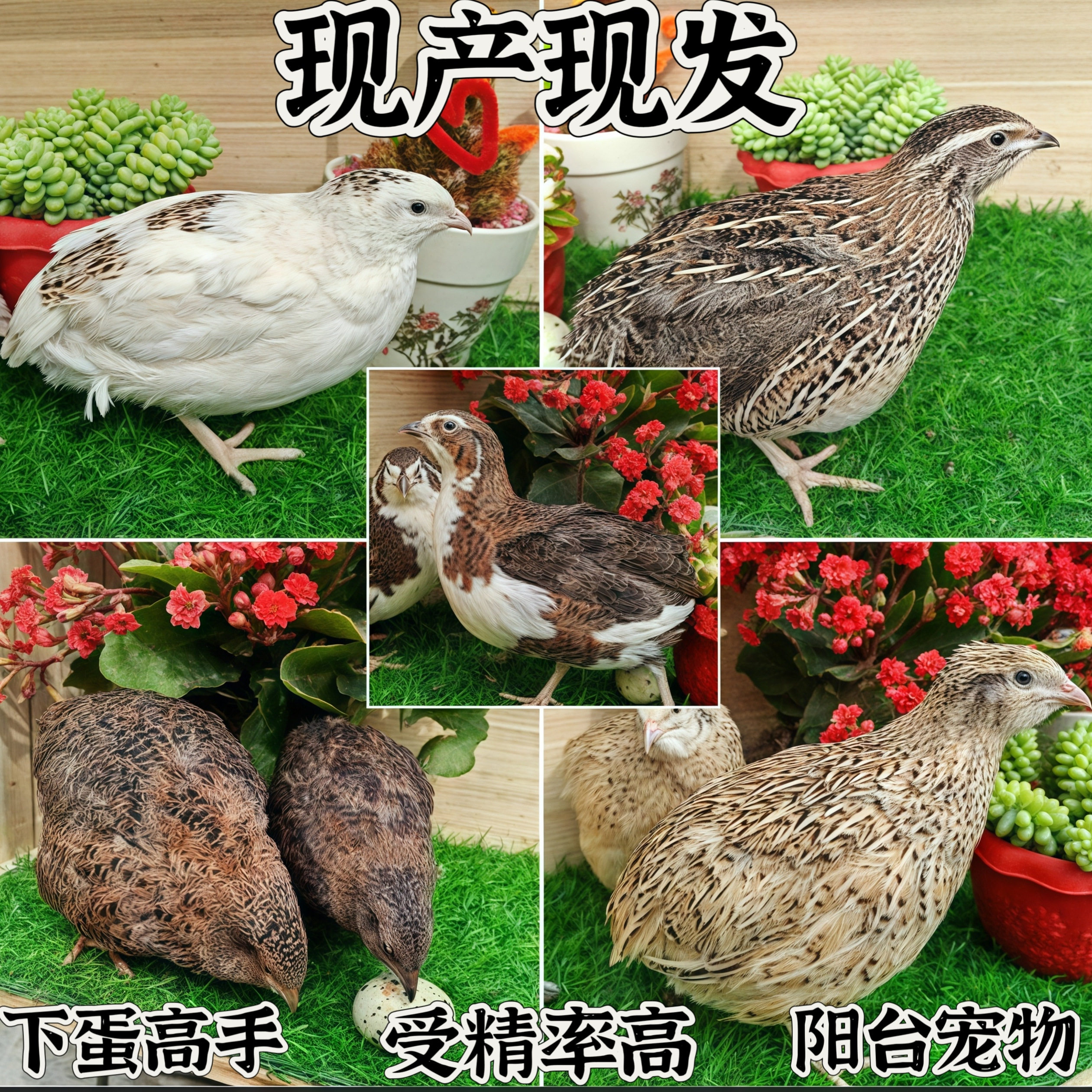 巨型吃肉沙维鹌鹑白沙维可孵化种蛋阳台饲养宠物鹌鹑鸟包受精种蛋