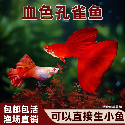 孔雀鱼纯种孕母繁殖组下崽狂魔好