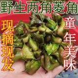2025冰冻野生四角两角小菱角湖北特产新鲜带壳老嫩菱角2斤/5斤