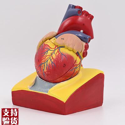 人体心脏模型f心血管主动脉瓣膜心房上腔静脉B超影像教学内脏模具