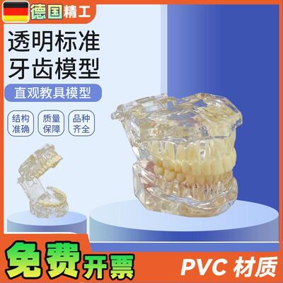 德国PNT-OR14透明标准牙齿y模型牙齿模型口腔教学模型28颗牙科模