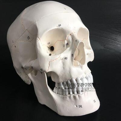 医学人体b头骨模型1:1仿真头颅骨模型神经科模型头骨功能分区