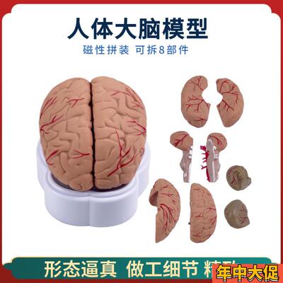 医学人体大脑解剖模型脑半球脑干脑室间脑N小脑动脉模型神经外科