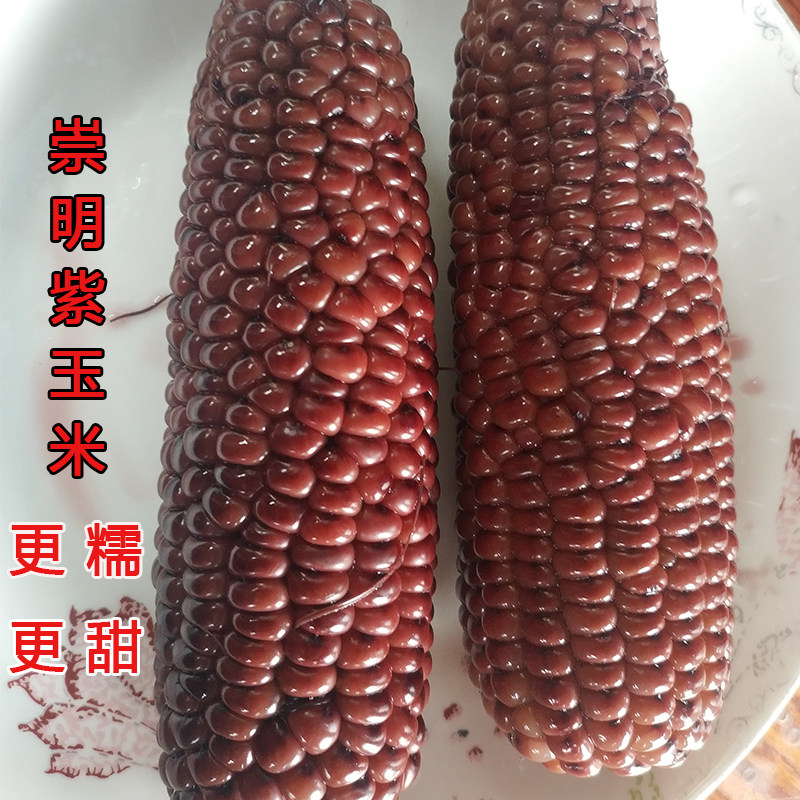 顺丰产地直达 上海崇明岛紫糯玉米珍珠米粘玉米新鲜带壳5斤装