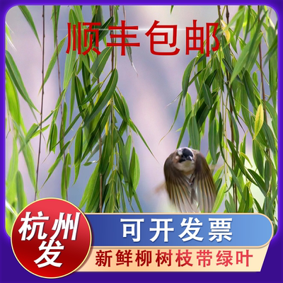 新鲜柳树带叶子10根绿色垂柳