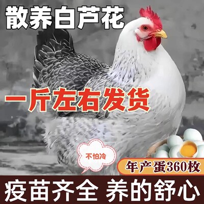 纯种白芦花鸡活苗半斤脱温芦花鸡小鸡活苗黑芦花鸡苗小鸡活苗批发