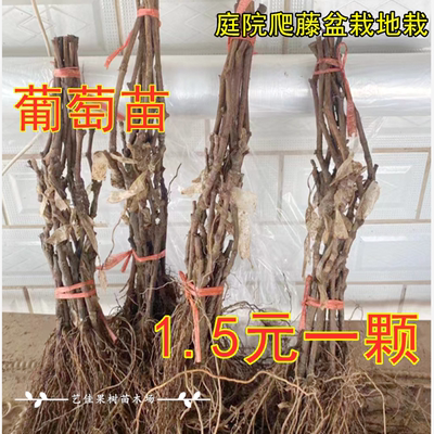 葡萄苗2年苗 嫁接葡萄树苗 庭院爬藤盆栽地栽果树苗 南方北方种植