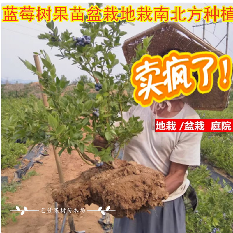 蓝莓树果苗盆栽地栽南北方种植耐寒阳台四季兔眼特大果蓝莓苗果树
