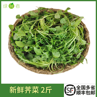 新鲜蔬菜荠菜顺丰包邮坏单包赔