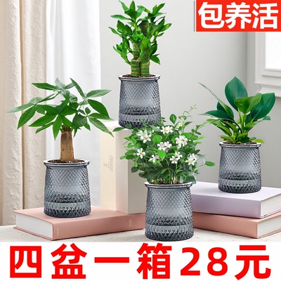 绿植四件套四盆28元一整箱