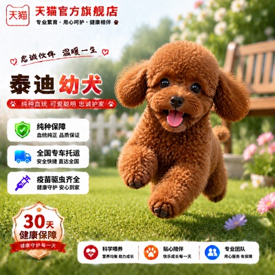 活泼幼崽家庭犬宠物小体精品红棕
