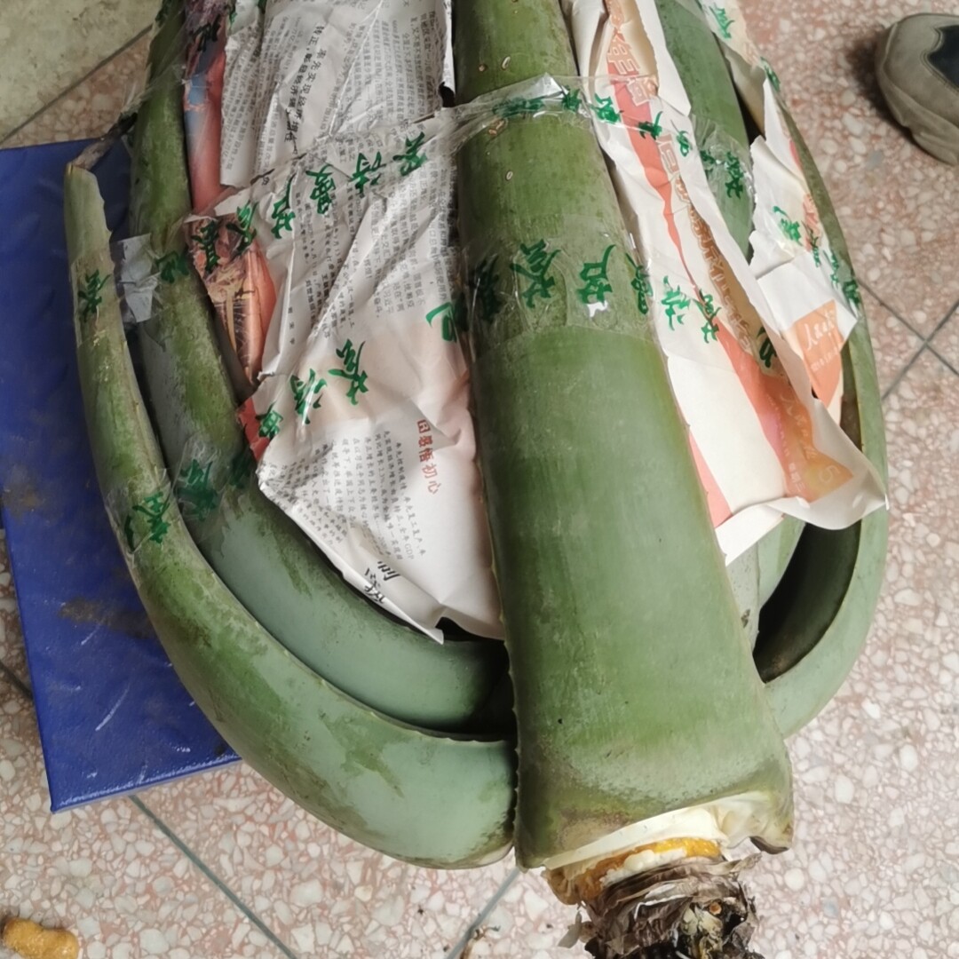 美国库拉索芦荟苗美容院补水灌肤专用绿植盆栽食用室内鲜芦荟植物