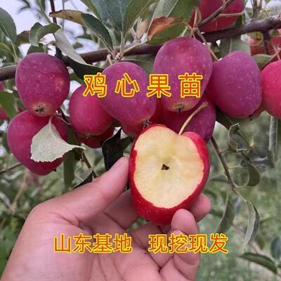 鸡心果树苗东北耐寒苹果树南北方种植苹果树苗鸡心果树苗当年结果