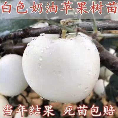 新品种奶油富士苹果树苗